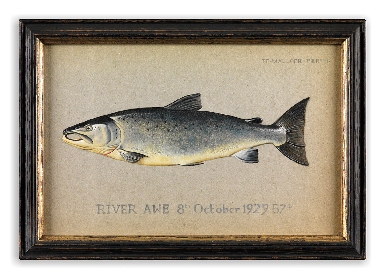 P.D. Malloch - Perth. – Robert Young Antiques